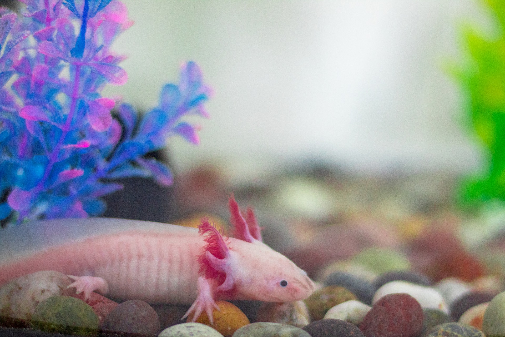 Axolotl, la salamandre mexicaine