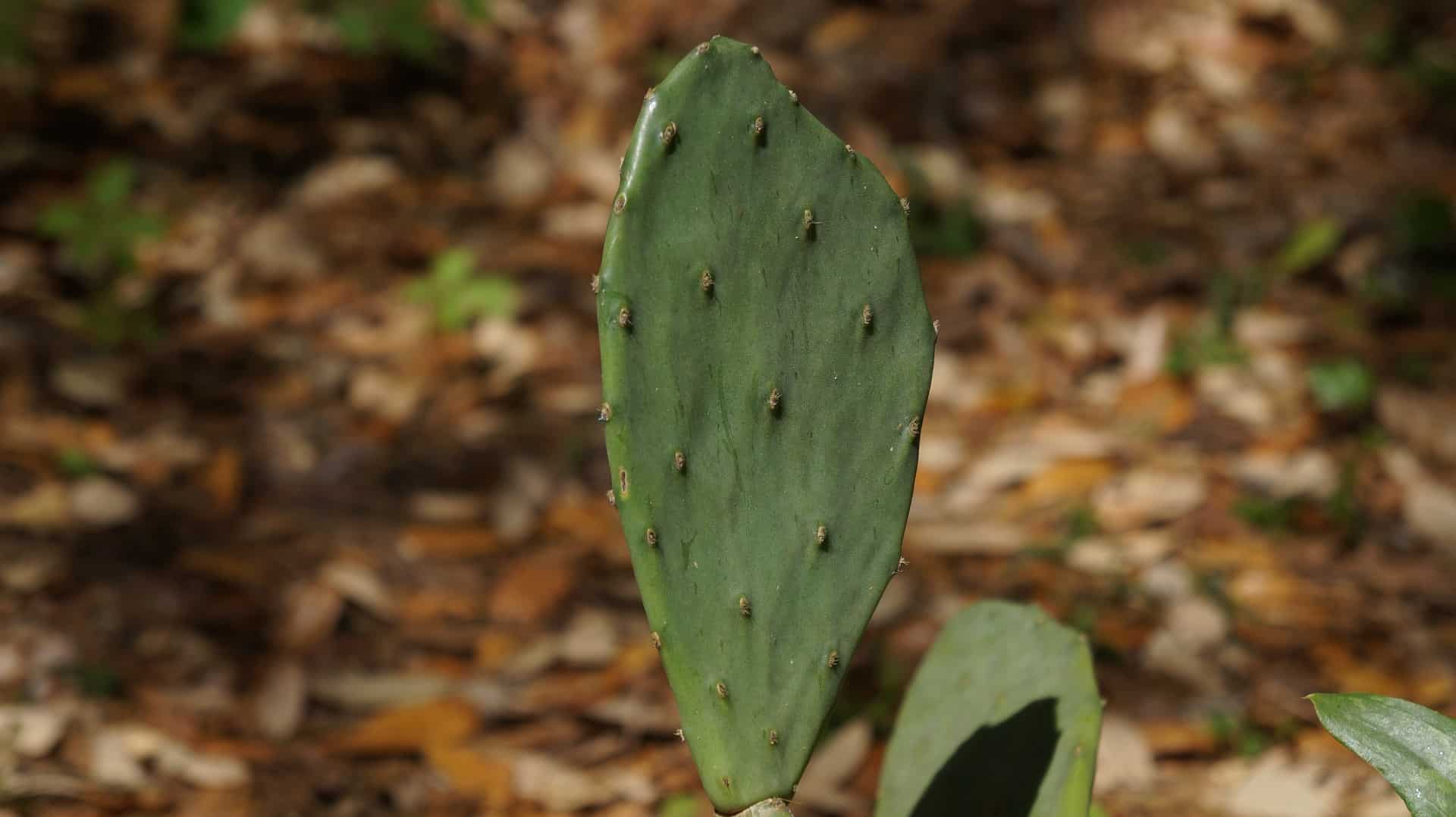 Le Nopal | Cactus rond plat avec des épines