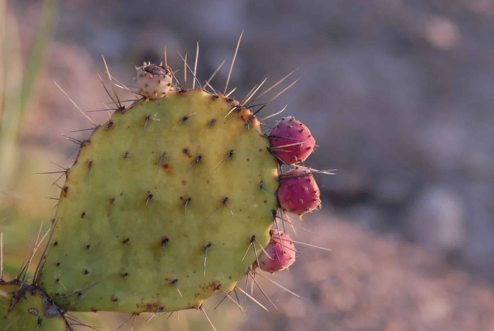 Le Nopal | Cactus rond plat avec des épines
